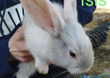 Citiboard: Köp & sälj begagnade prylar - Annonser i Sverige